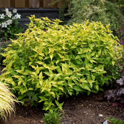 Diervilla, a Neglected Native Shrub – neglected no more | The Tree Center™