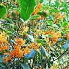 Apricot Echo Tea Olive For Sale Online | The Tree Center