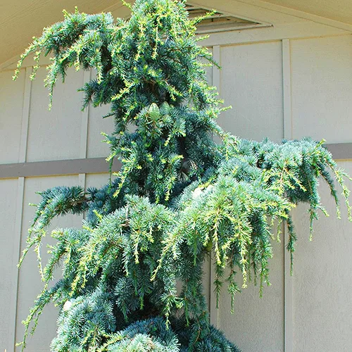 Blue Angel Lebanon Cedar Trees For Sale | The Tree Center