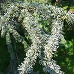 Blue Angel Lebanon Cedar Trees For Sale | The Tree Center
