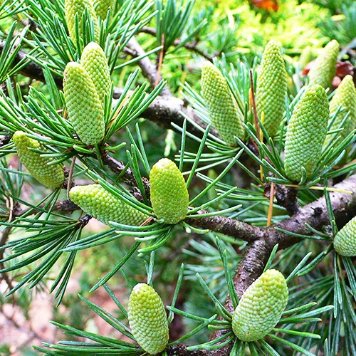 Blue Angel Lebanon Cedar Trees For Sale | The Tree Center