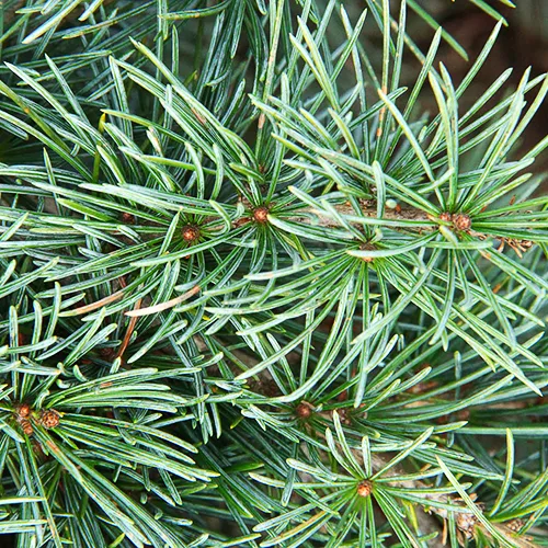 Blue Angel Lebanon Cedar Trees For Sale | The Tree Center