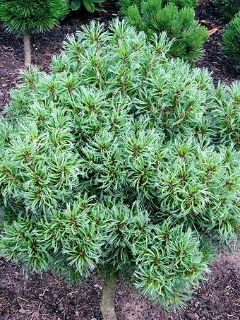 Dwarf Eastern White Pine Tree For Sale Online | The Tree Center