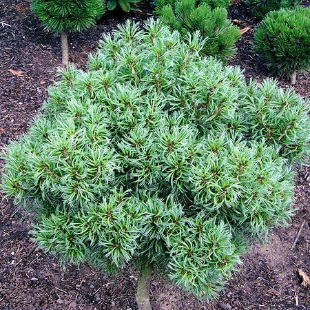 Dwarf Eastern White Pine Tree For Sale Online | The Tree Center