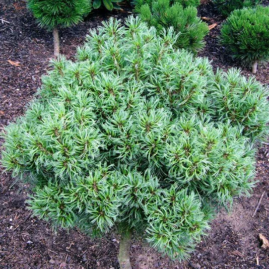 Dwarf Eastern White Pine Tree For Sale Online | The Tree Center