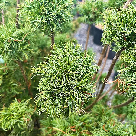 Dwarf Eastern White Pine Tree For Sale Online | The Tree Center