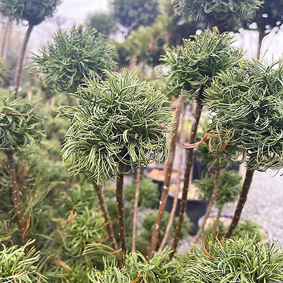 Dwarf Eastern White Pine Tree For Sale Online | The Tree Center