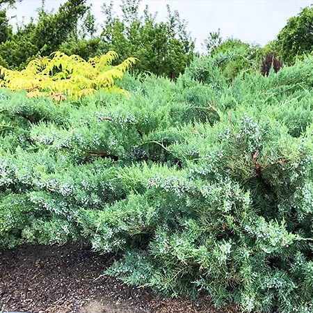 Grey Owl Juniper For Sale Online | The Tree Center