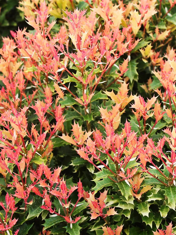 Osmanthus Shrubs For Sale Online | The Tree Center