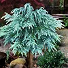 Divinely Blue Deodar Cedar - Tree Form For Sale Online | The Tree Center