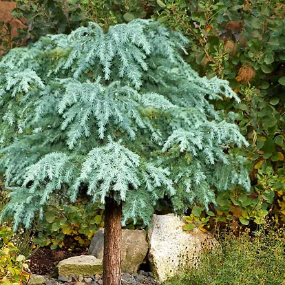 Divinely Blue Deodar Cedar - Tree Form For Sale Online | The Tree Center