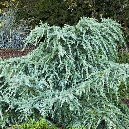 Feelin' Blue Deodar Cedar For Sale Online | The Tree Center