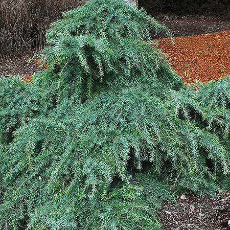 Feelin' Blue Deodar Cedar For Sale Online | The Tree Center