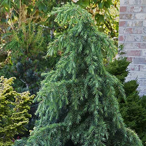 Feelin' Blue Deodar Cedar For Sale Online | The Tree Center
