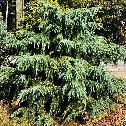 Feelin' Blue Deodar Cedar For Sale Online | The Tree Center