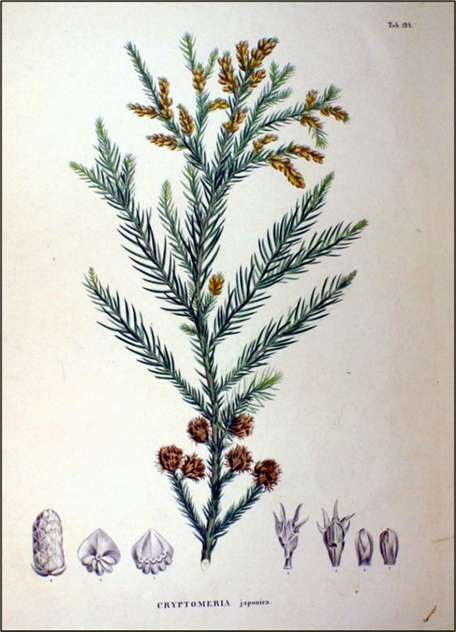 Some Evergreen Trees of Japan – Hinoki, Sawara and Sugu | The Tree Center™