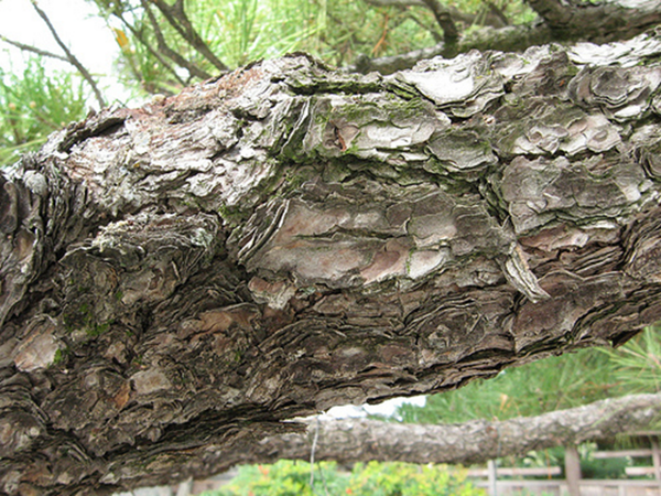 Some Evergreen Trees of Japan – Matsu, the pines | The Tree Center™