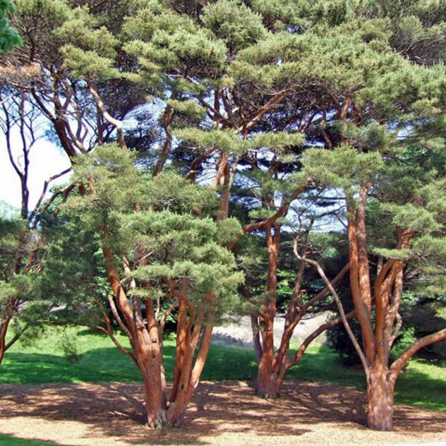 Some Evergreen Trees of Japan – Matsu, the pines | The Tree Center™