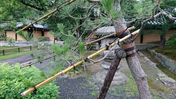 Some Evergreen Trees of Japan – Matsu, the pines | The Tree Center™