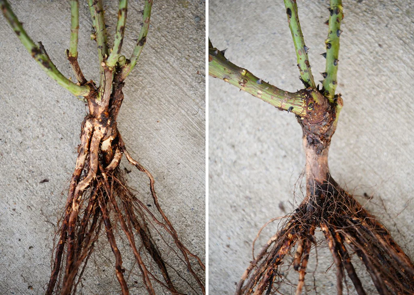 Keep Your Rose Bushes Blooming All Summer | The Tree Center™