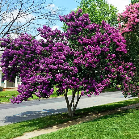 Twilight Crape Myrtles For Sale | The Tree Center