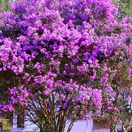 Twilight Crape Myrtles For Sale | The Tree Center
