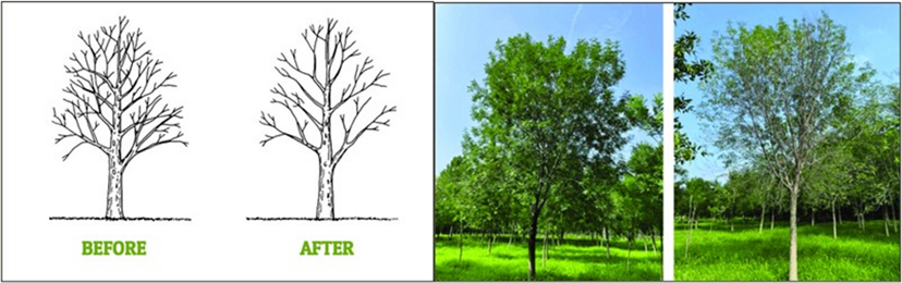 Pruning Young Trees for Future Strength and Long Life – Part 3, Getting ...