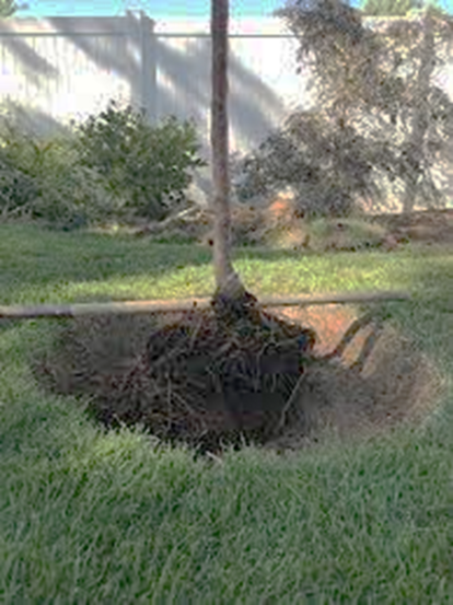 How to Transplant Established Evergreen Trees | The Tree Center™