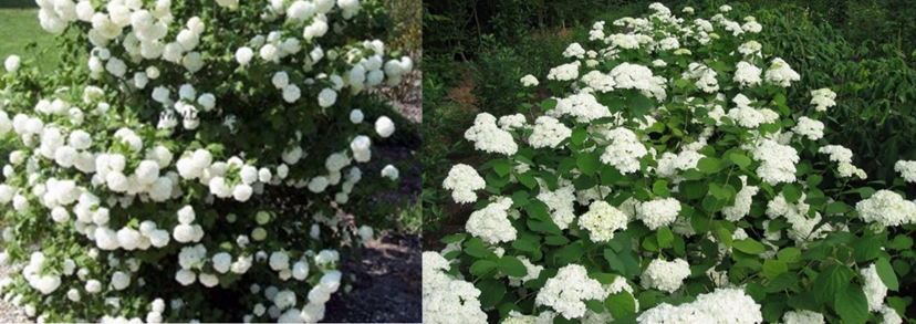 How the Annabelle Hydrangea Turned Pink | The Tree Center™