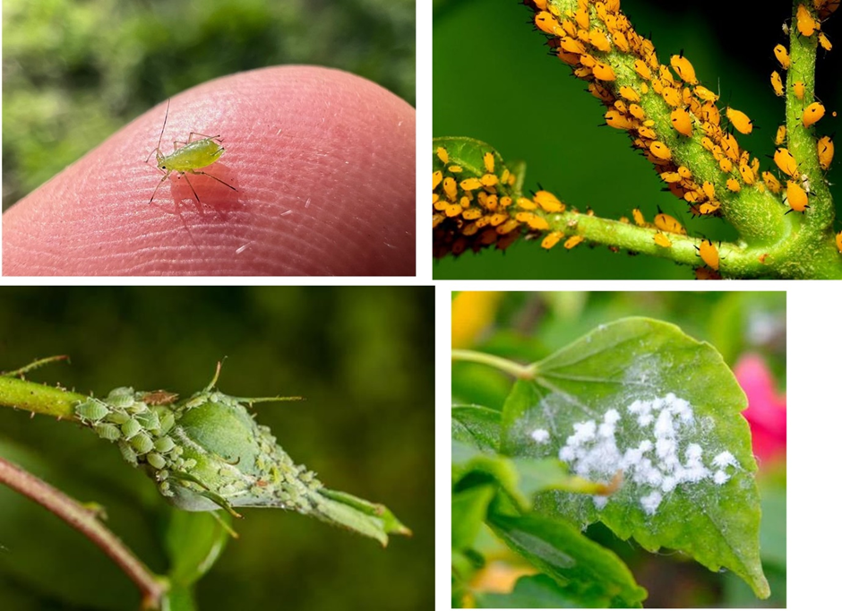 Are the Pests & Diseases on My Plants Serious? | The Tree Center™