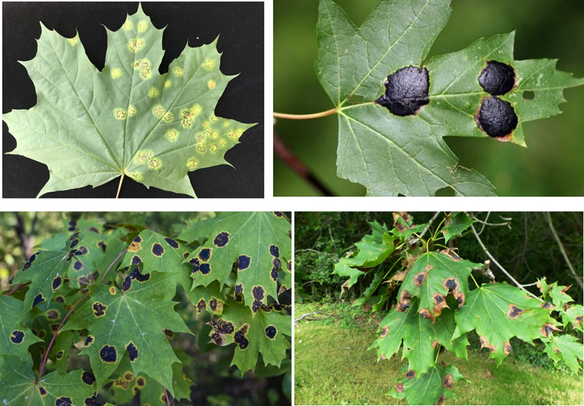 Are the Pests & Diseases on My Plants Serious? | The Tree Center™