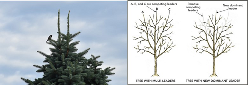 Pruning Young Trees for Future Strength and Long Life – Part 3, Getting ...