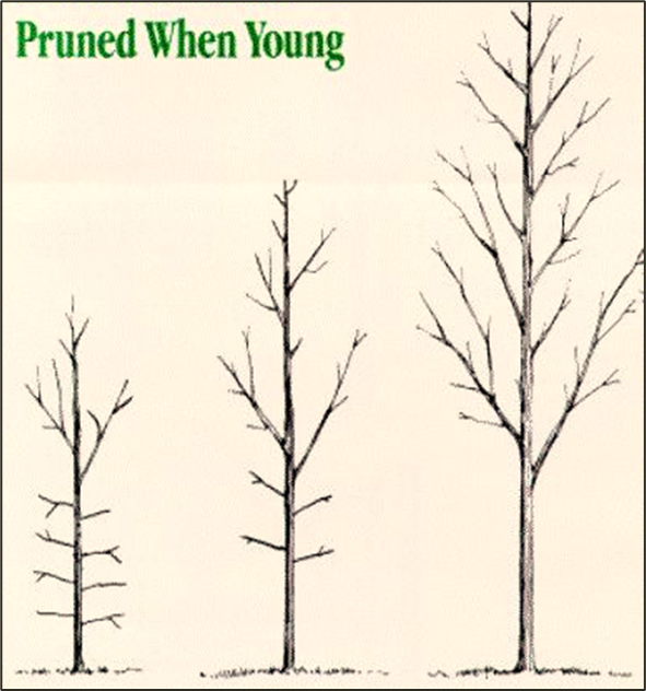 Pruning Young Trees for Future Strength and Long Life – Part 3, Getting ...
