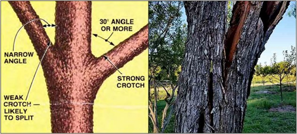 Pruning Young Trees for Future Strength and Long Life – Part 3, Getting ...