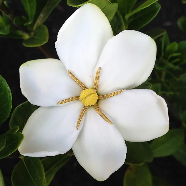 Daisy Gardenia For Sale Online | The Tree Center