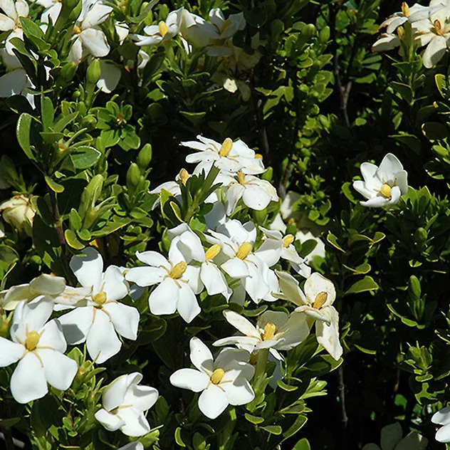 Daisy Gardenia For Sale Online | The Tree Center