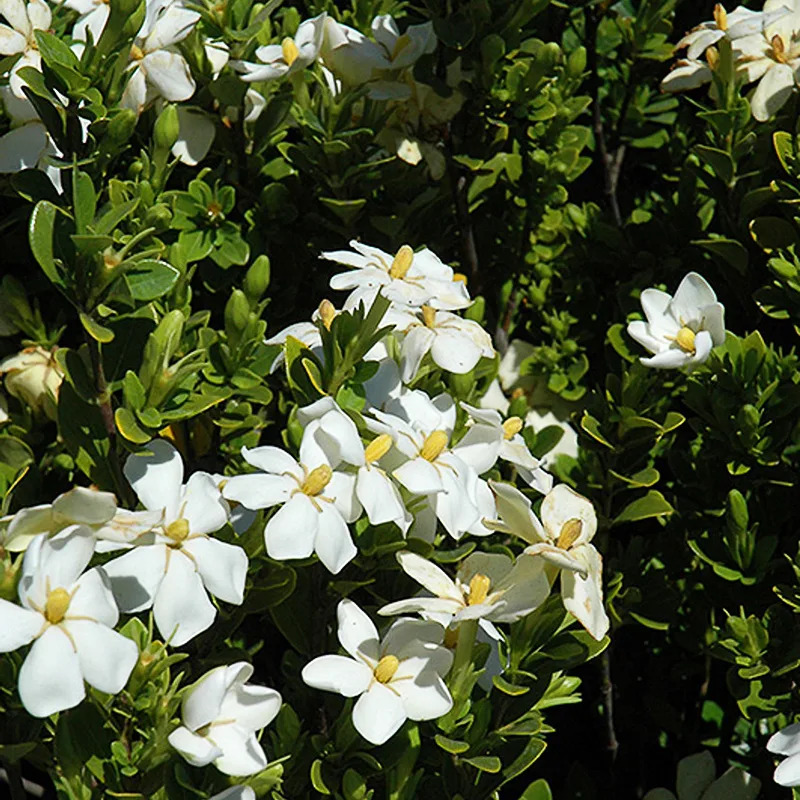 Daisy Gardenia For Sale Online | The Tree Center