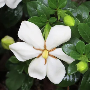 Daisy Gardenia For Sale Online | The Tree Center
