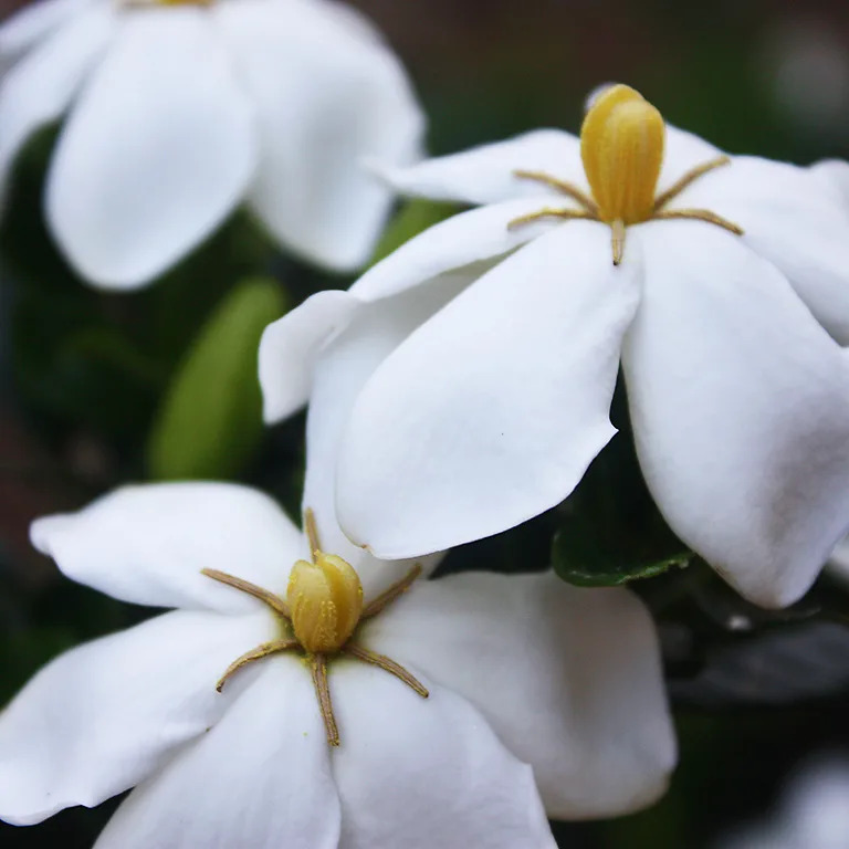 Daisy Gardenia For Sale Online | The Tree Center