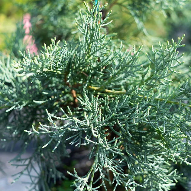 Hetz Juniper For Sale | The Tree Center