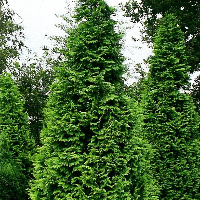 Lawson Cypress Tree For Sale | The Tree Center