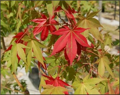 Get to Know the Different Groups of Japanese Maples | The Tree Center™