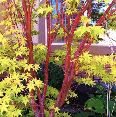 Get to Know the Different Groups of Japanese Maples | The Tree Center™