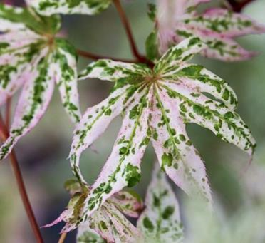 Get to Know the Different Groups of Japanese Maples | The Tree Center™