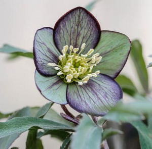 Helen Ballard, Queen of the Hellebores | The Tree Center™