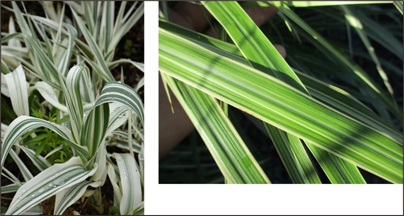 Understand Variegated Plants – How Do They Do That? | The Tree Center™