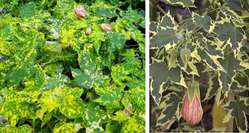 Understand Variegated Plants – How Do They Do That? | The Tree Center™