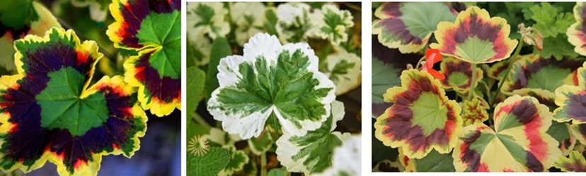 Understand Variegated Plants – How Do They Do That? | The Tree Center™