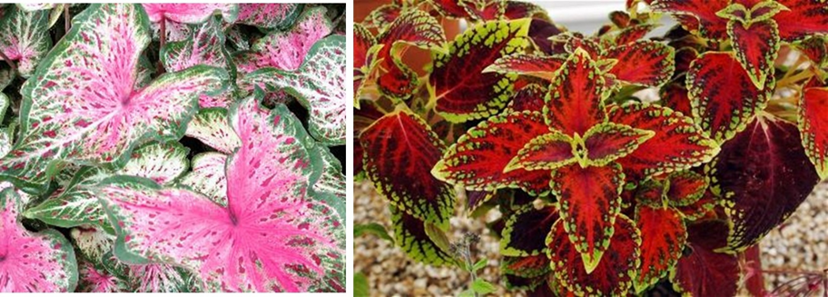 Understand Variegated Plants – How Do They Do That? | The Tree Center™