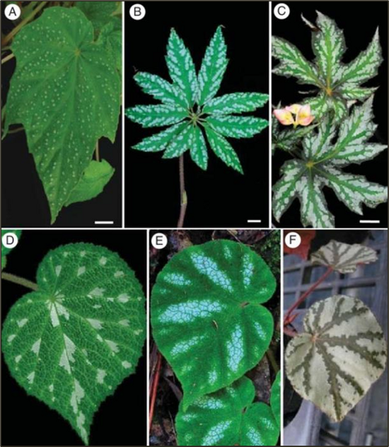Understand Variegated Plants – How Do They Do That? | The Tree Center™